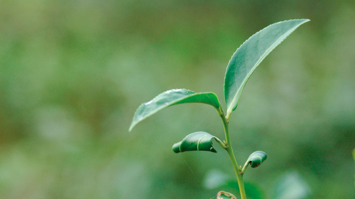 How Tea Tree Oil Can Ameloriate Your Skin